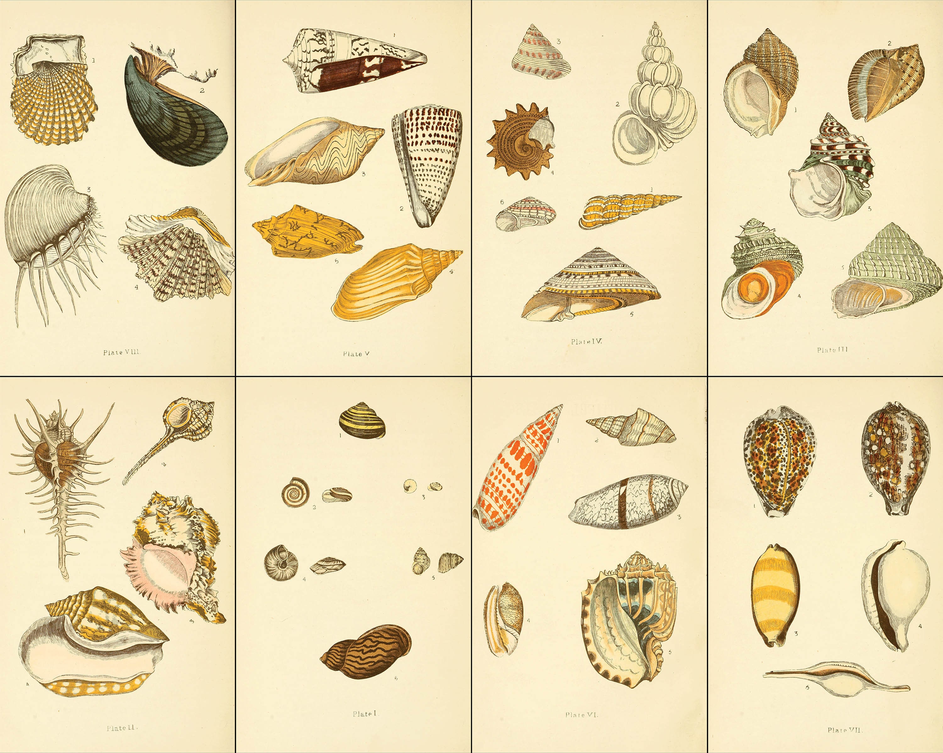 8 Shell Illustrations From Beautiful Shells | Vintage Image Bundle ...