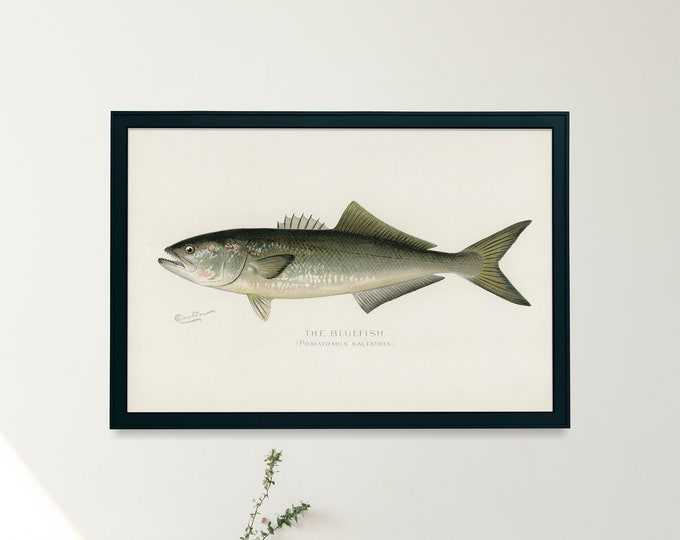 Bluefish Fish Print, Vintage Fishing Poster Wall Art Decor, Tailor Gift ...