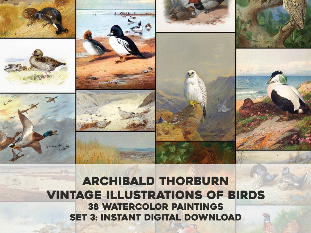 38 Amazing Illustrations Ducks Waterfowl Game & Prey Birds | HQ Image ...