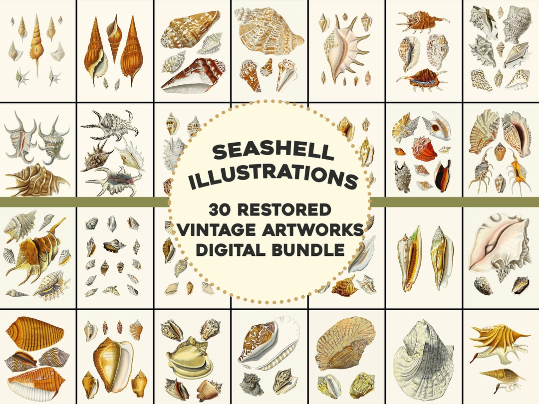 30 Vintage Shell Illustrations Plate Printable Wall Art Bundle Conch ...