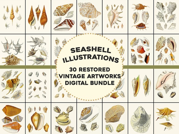 30 Vintage Shell Illustrations Plate Printable Wall Art Bundle - Etsy