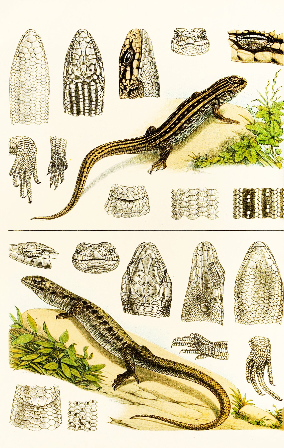 34 Natural History of Victoria Animal Illustrations High | Etsy