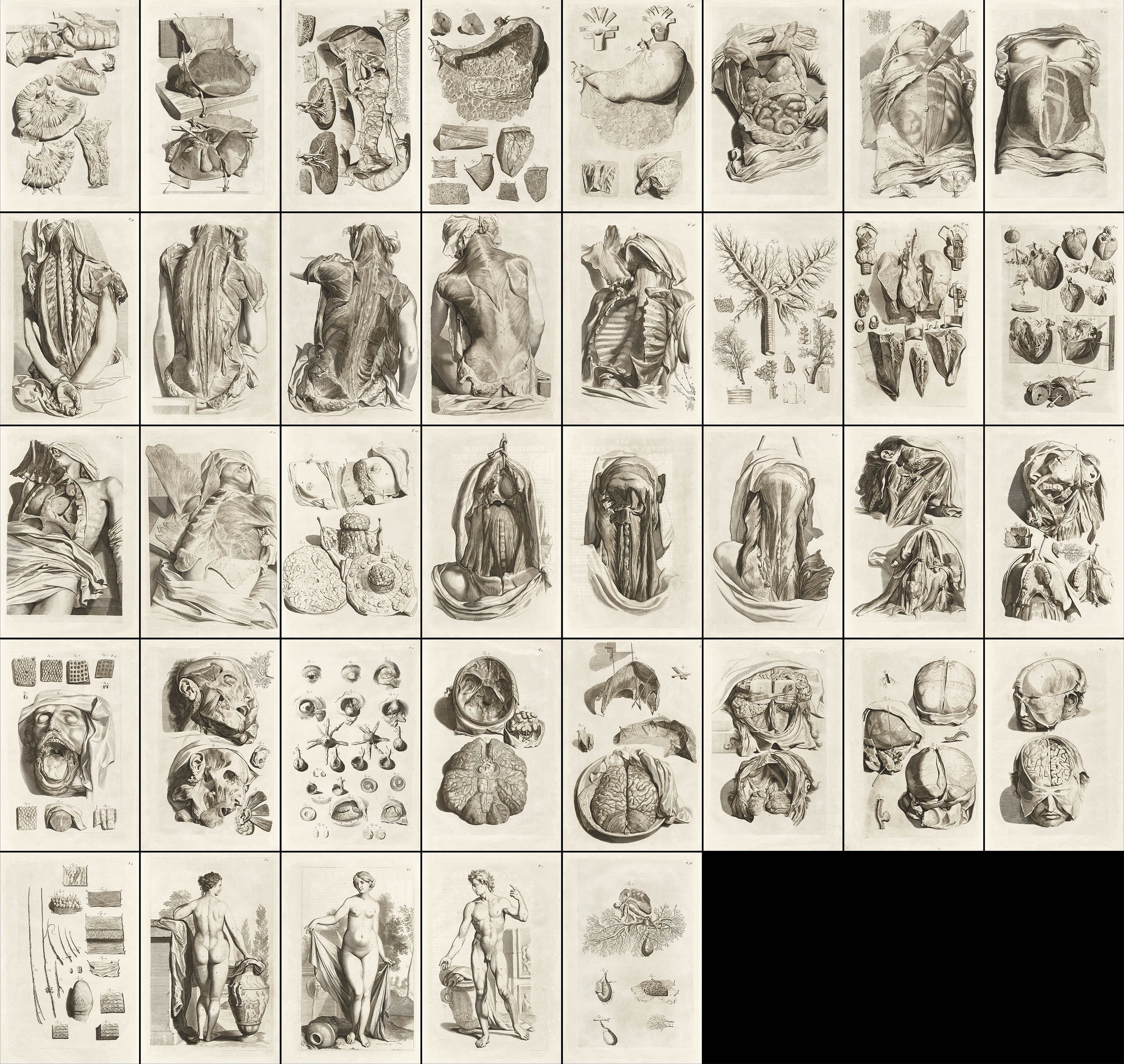37 Amazing Anatomy of the Human Body After Life Illustrations | Image ...