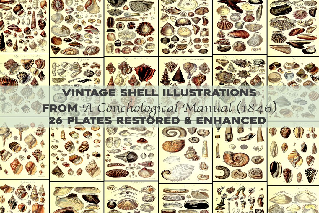 Vintage Shell Illustrations 26 Plates Printable Wall Art Bundle Conch ...