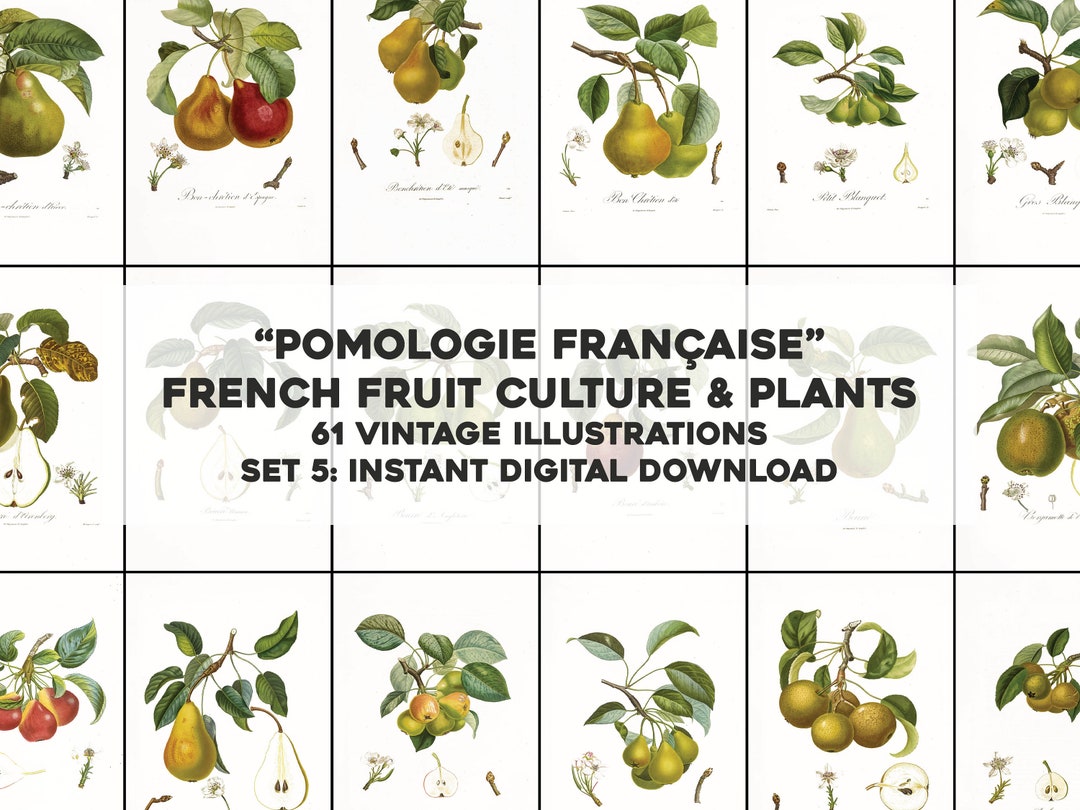 61 Whitened French Pomology Fruit Illustrations Botanical | HQ Image ...