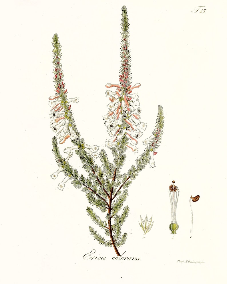 30 Royal Botanic Garden of Berlin Flower Botanical - Etsy