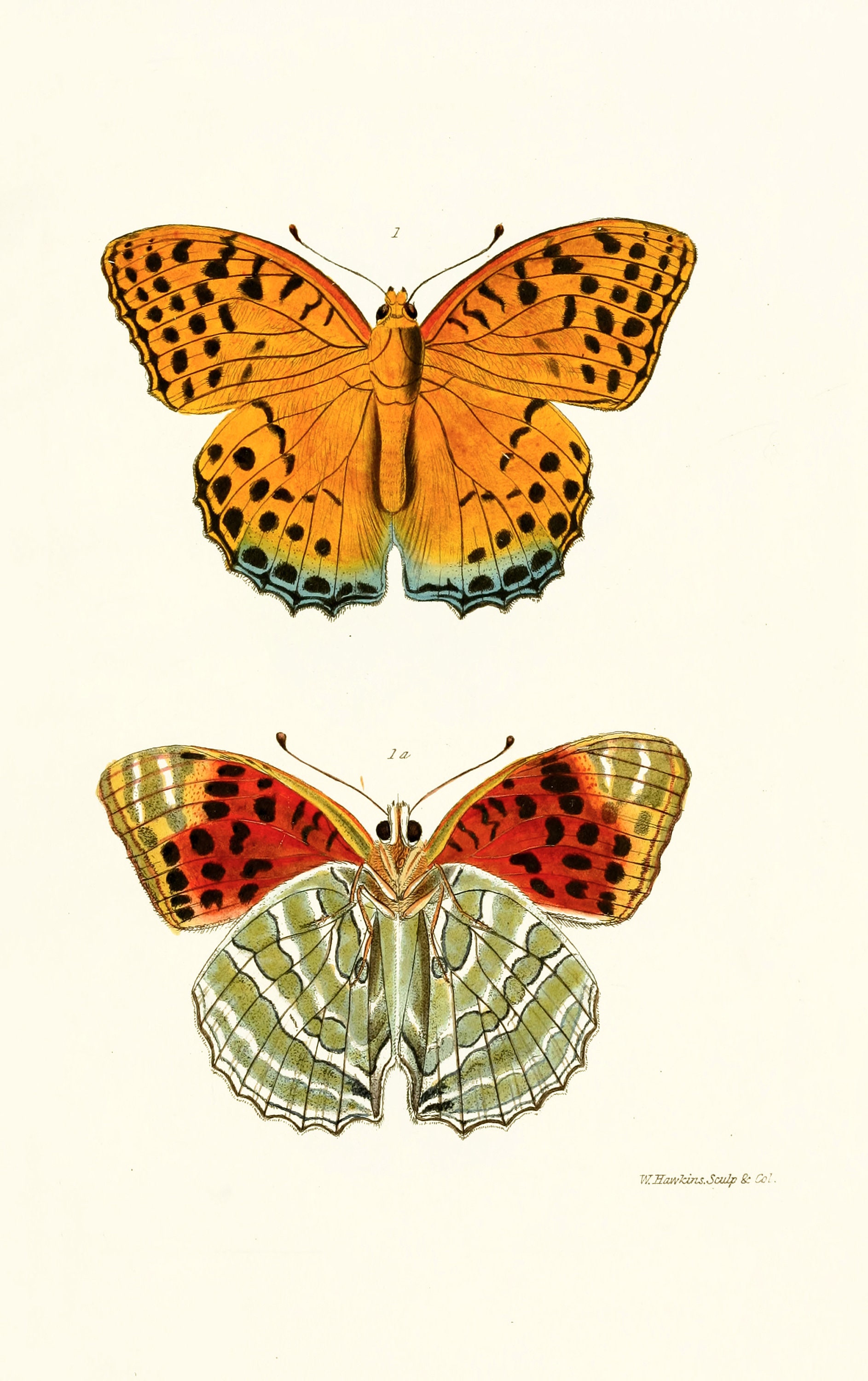 16 Restored Lepidoptera From Nepal Butterfly Illustrations | HQ Image ...