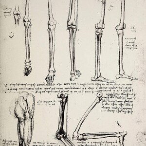 32 Leonardo Da Vinci Anatomy Manuscript Sketches Diagrams Set 3 | Image ...