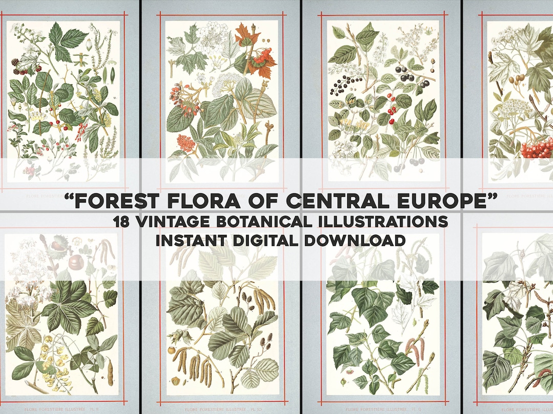 Forest Flora of Central Europe - 18 Botanical Images Artwork | Image ...
