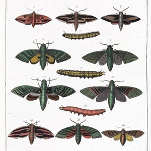 40 Awesome Groups of Moths and Flying Insects Illustrations | Image ...