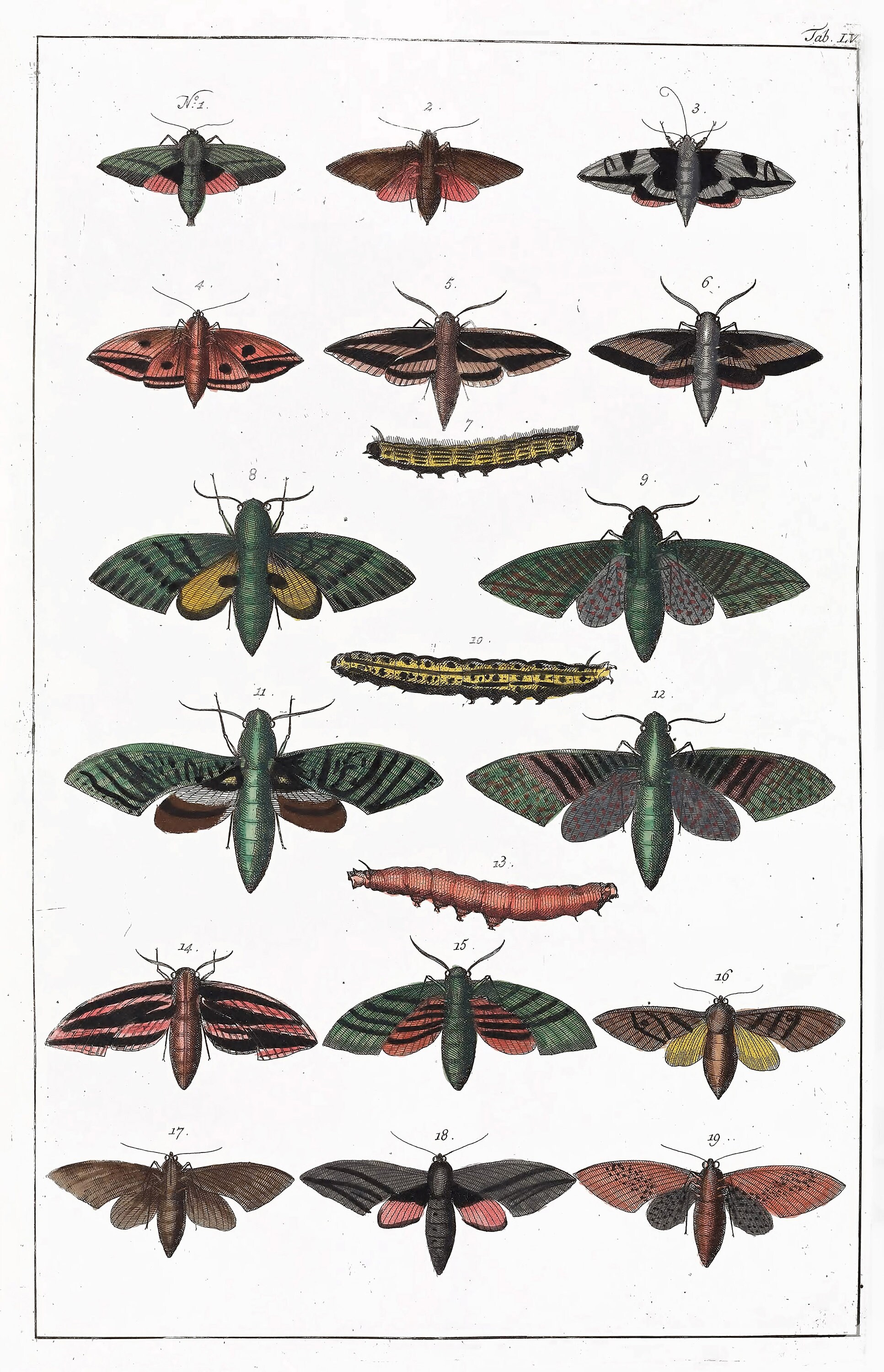 40 Awesome Groups of Moths and Flying Insects Illustrations | Image ...