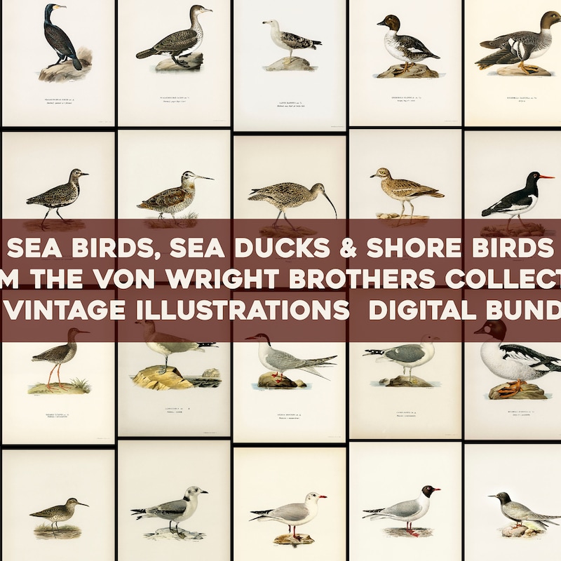 Sea Birds Painting Digital - Etsy UK