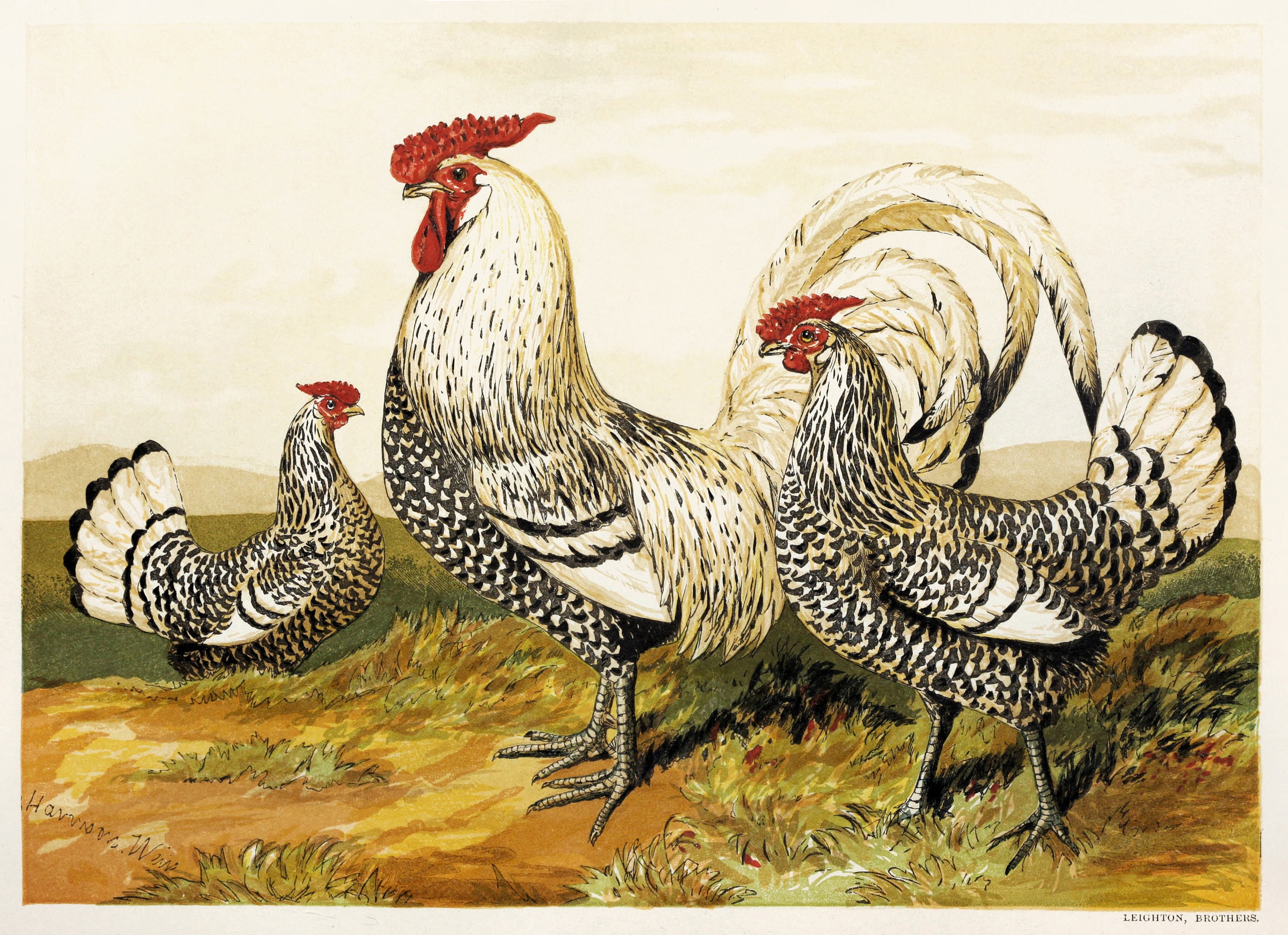 Complete Chicken Rooster Poultry Illustrations Printable Wall Art/high ...