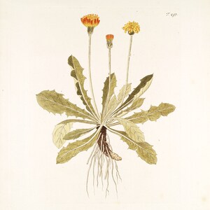 Austrian Flora Botanical Illustrations | 100 Stained Vintage Images ...