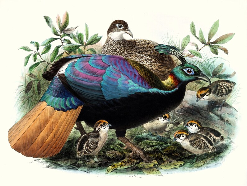 Gorgeous Pheasant Family Lithographs Vol 2 High Resolution Image ...