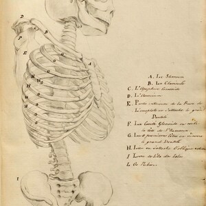 38 Anatomical Drawings Notebook Pages Sketches | Vintage Image Bundle ...