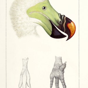 58 Restored Images From Zoological Atlas Mammals Birds Set 1 | HQ Image ...