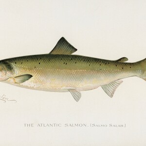 Atlantic Salmon Fish Illustration Print | Single Printable Wall Art ...