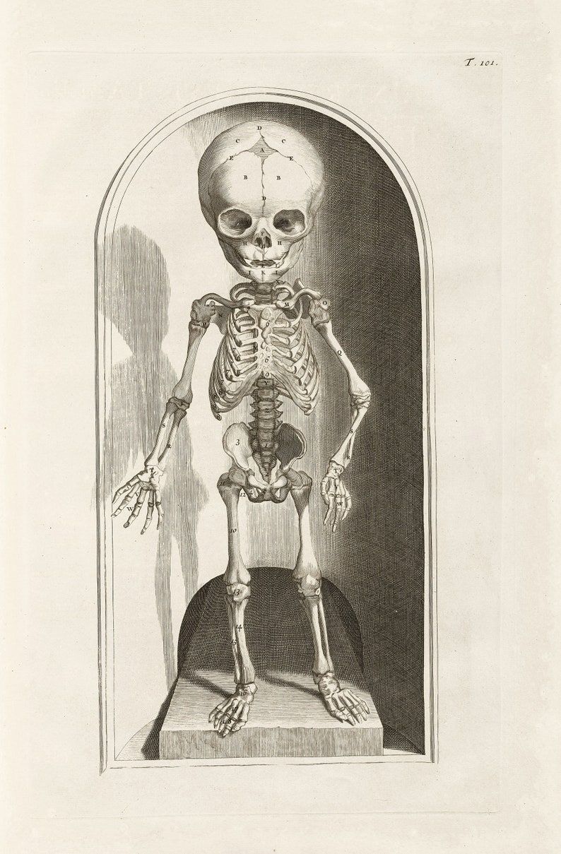 37 Amazing Anatomy of the Human Body After Life Illustrations | Image ...