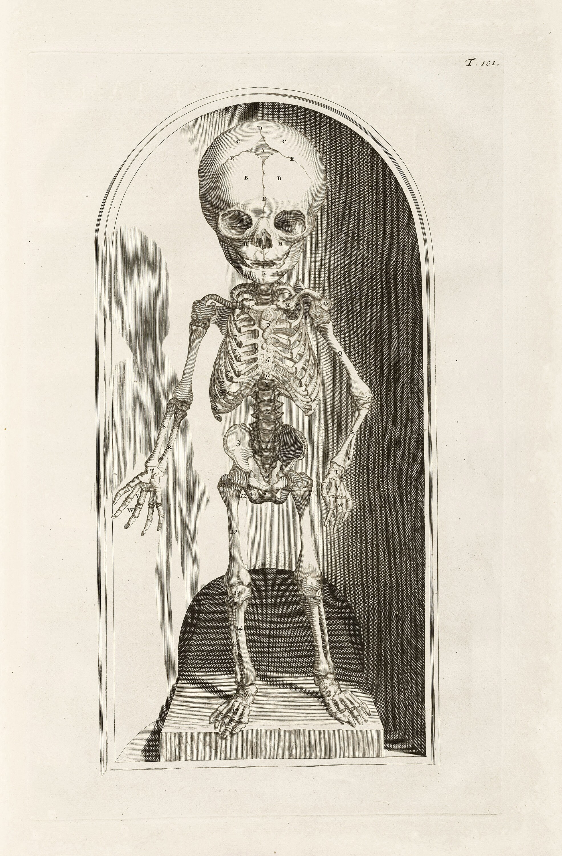 37 Amazing Anatomy of the Human Body After Life Illustrations - Etsy