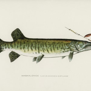 Musky Muskie Muskellunge Fish Illustration Print | Single Printable ...