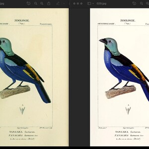 58 Restored Images From Zoological Atlas Mammals Birds Set 1 | HQ Image ...
