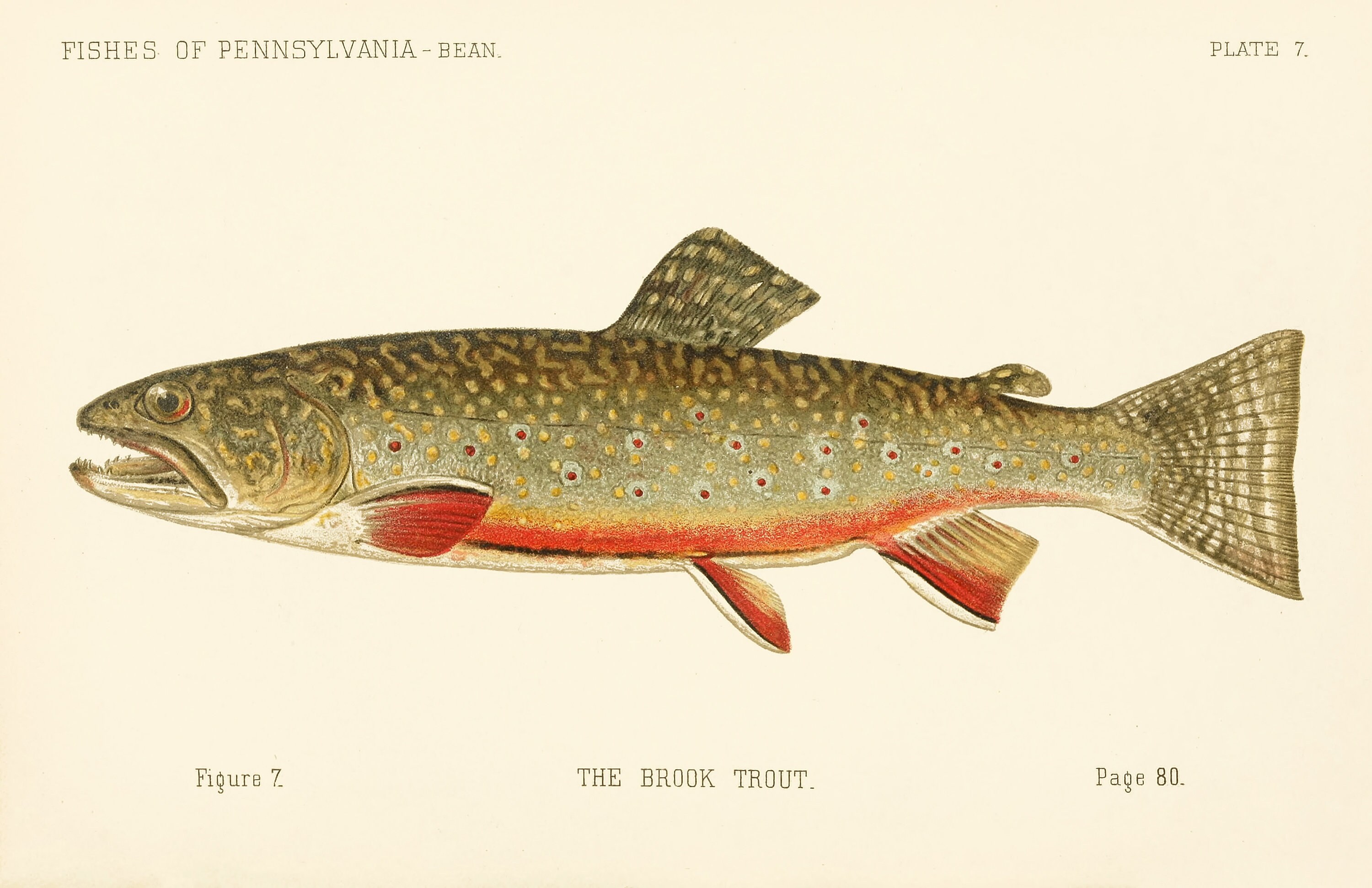 15 Fish of Pennsylvania Whitened Illustration Plates | Image Bundle ...