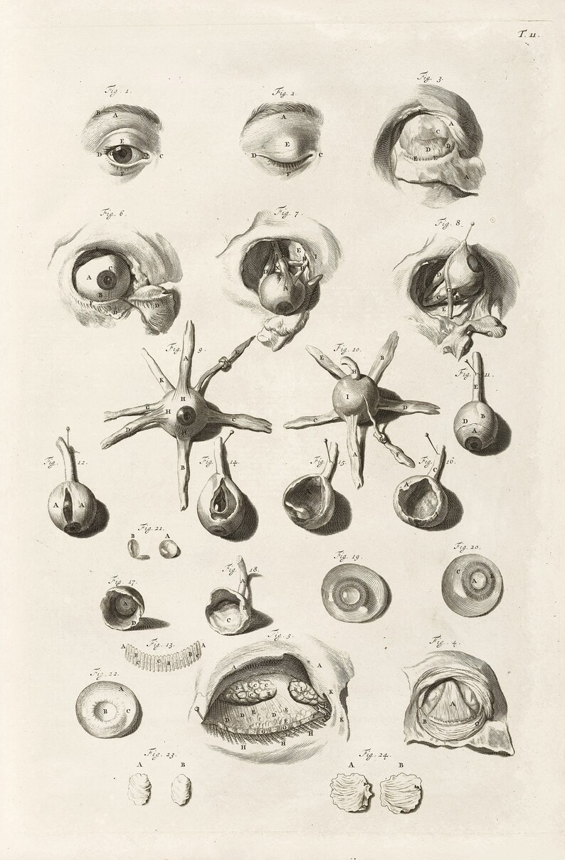 37 Amazing Anatomy of the Human Body After Life Illustrations - Etsy