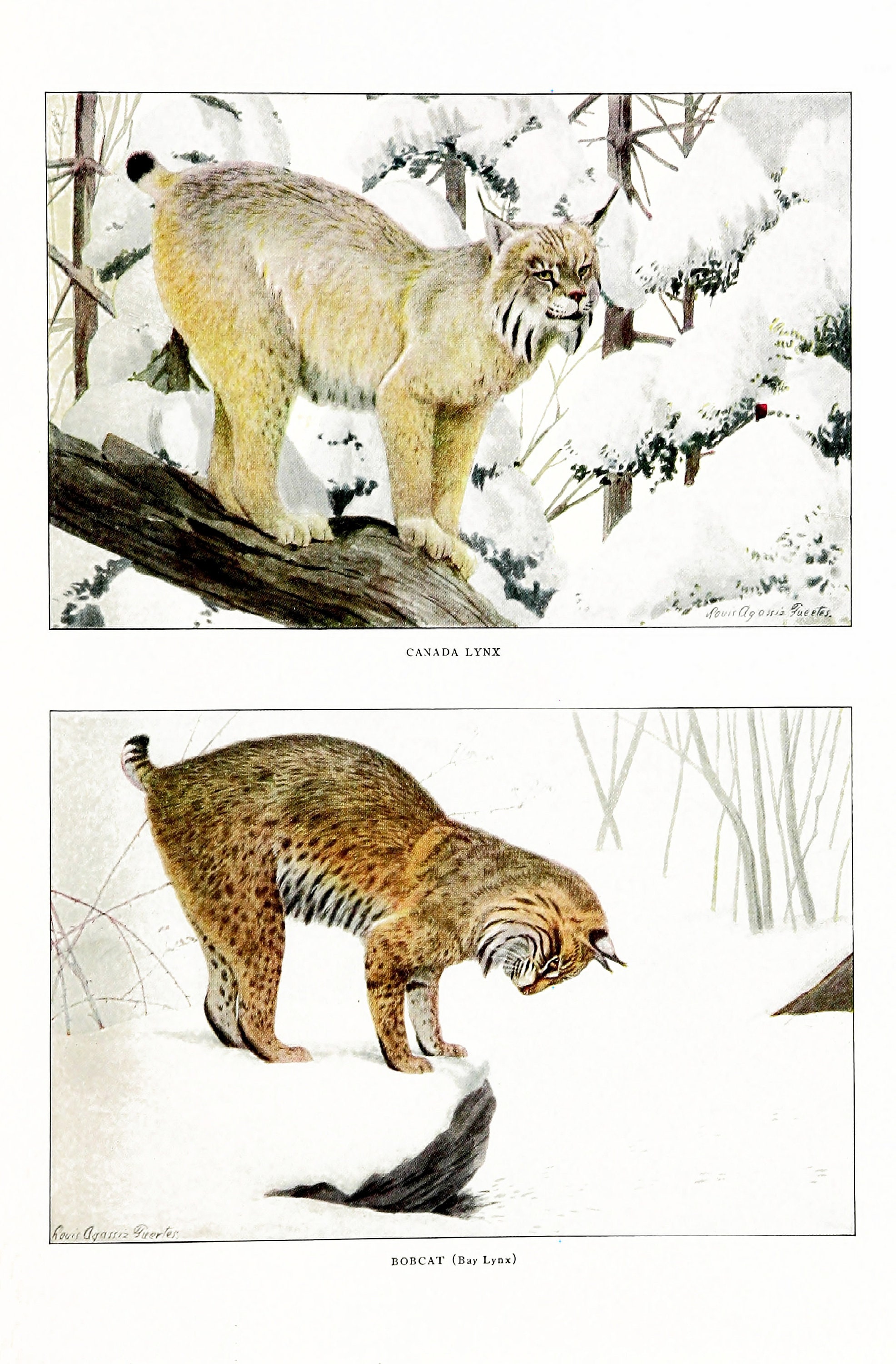 32 North American Mammals Animal Illustrations Image Bundle - Etsy