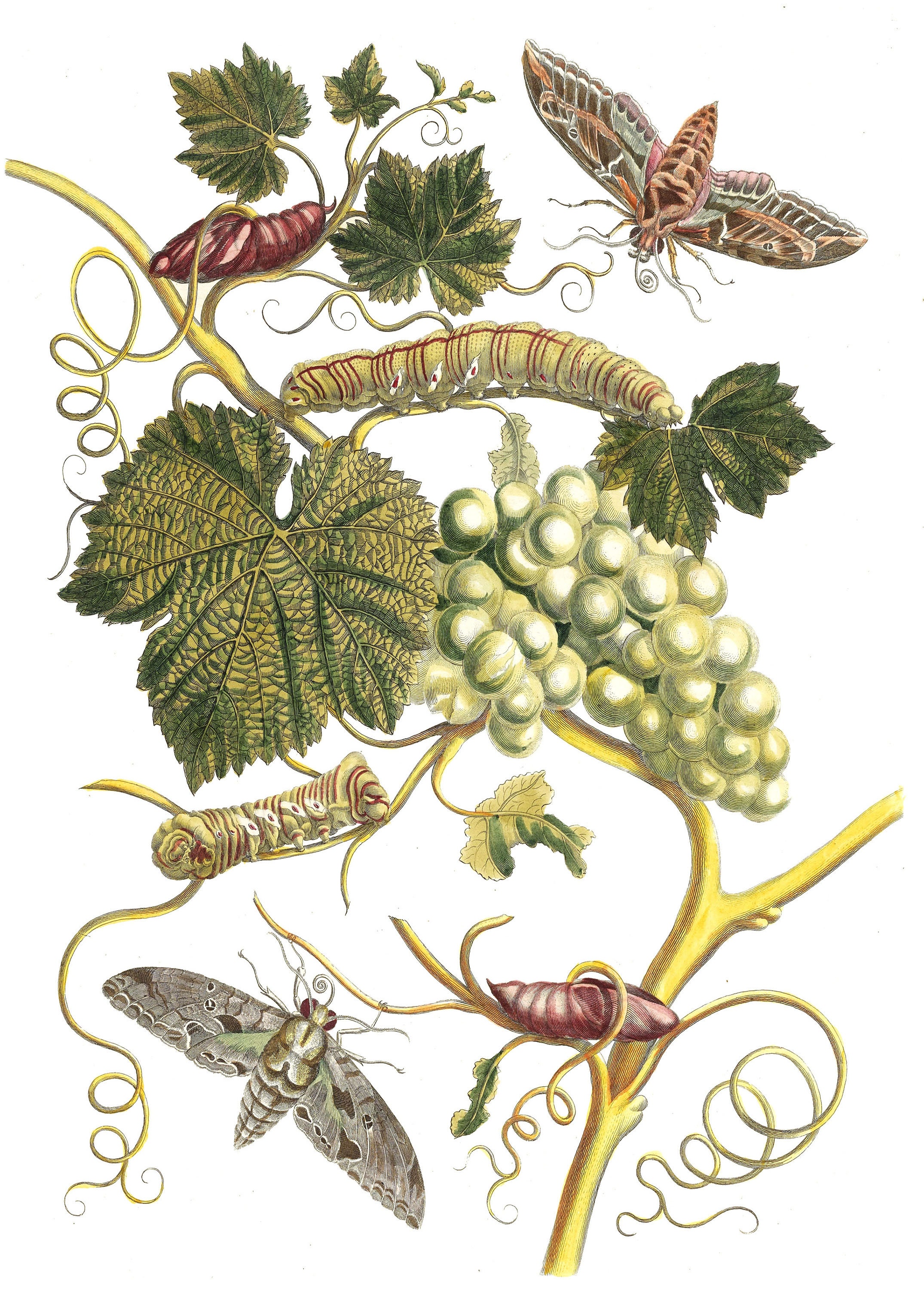 67 Beautiful Butterfly Insect and Fruit/botanical - Etsy