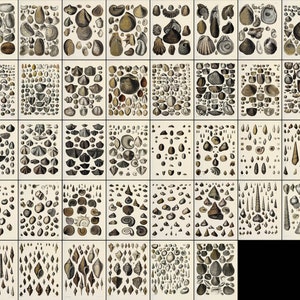 38 Fossil Conchology Shell Illustrations Natural History | Image Bundle ...