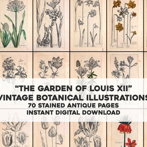 Garden of Louis the 13th Vintage Distressed | 70 Images Resource Bundle ...