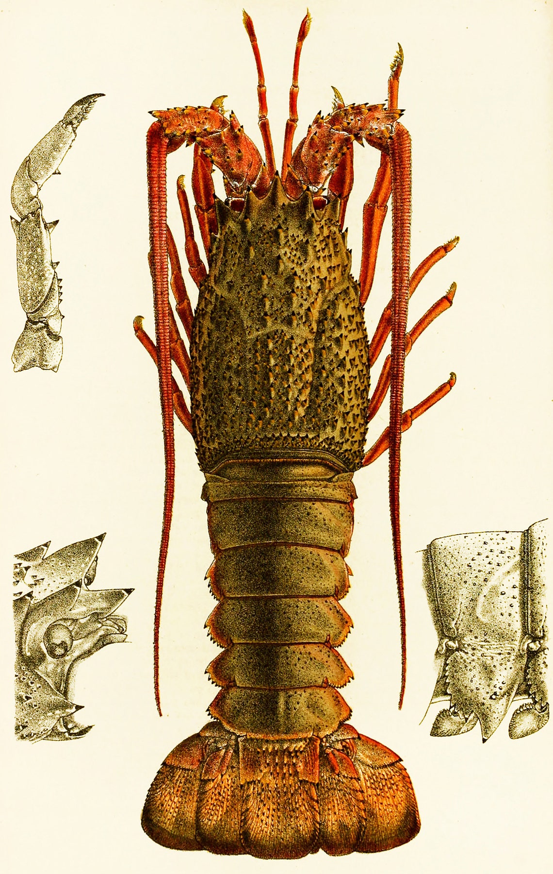 34 Natural History of Victoria Animal Illustrations High Resolution ...