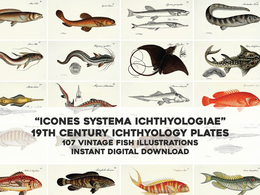 107 Fish Ichythyology Images | Restored Image Bundle/printable Wall Art ...