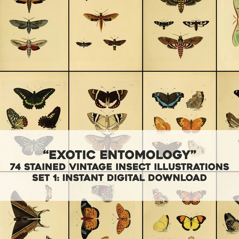 Insect Drawings - Etsy