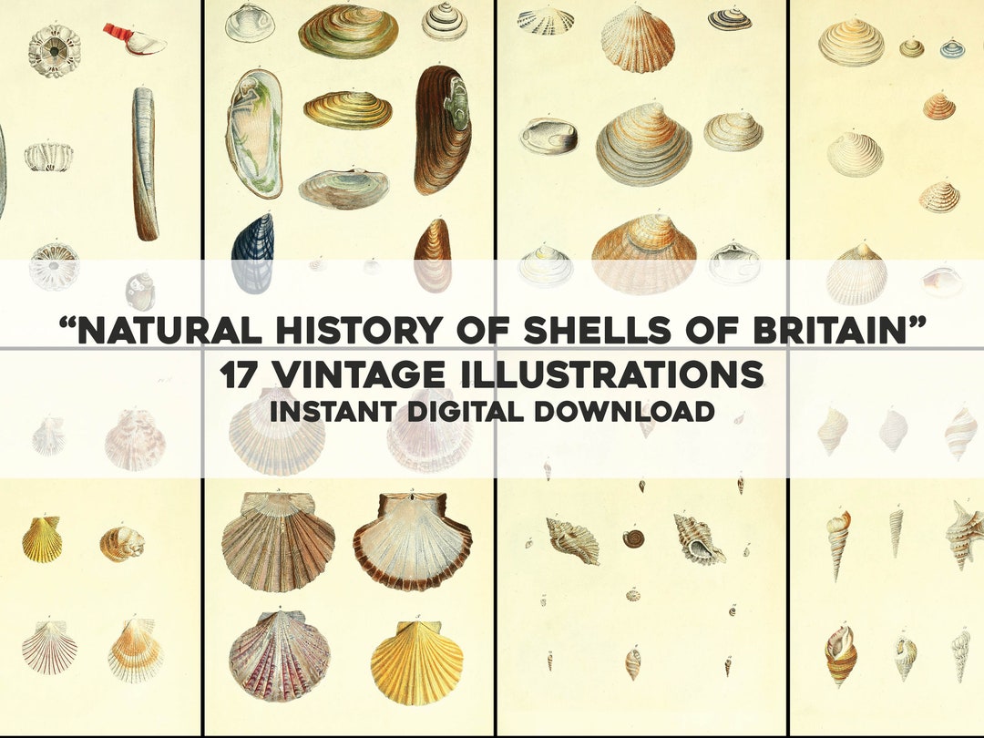 17 Shell Illustrations Natural History Shells of Britain | Vintage ...