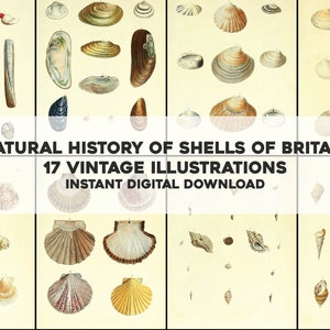 17 Shell Illustrations Natural History Shells of Britain | Vintage ...