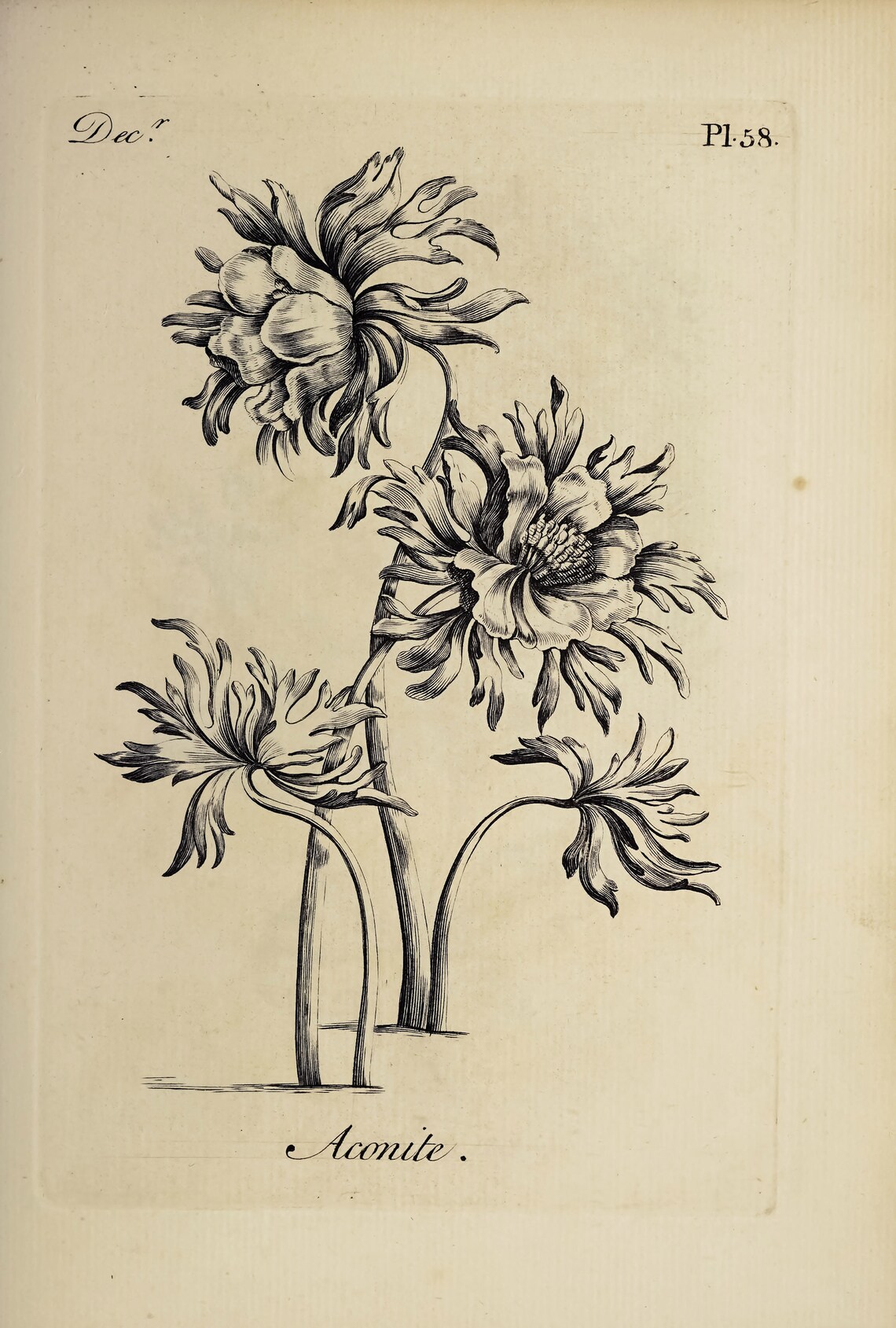 The Florist Black & White Botanical Illustrations | 60 Stained Vintage ...
