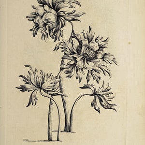The Florist Black & White Botanical Illustrations | 60 Stained Vintage ...
