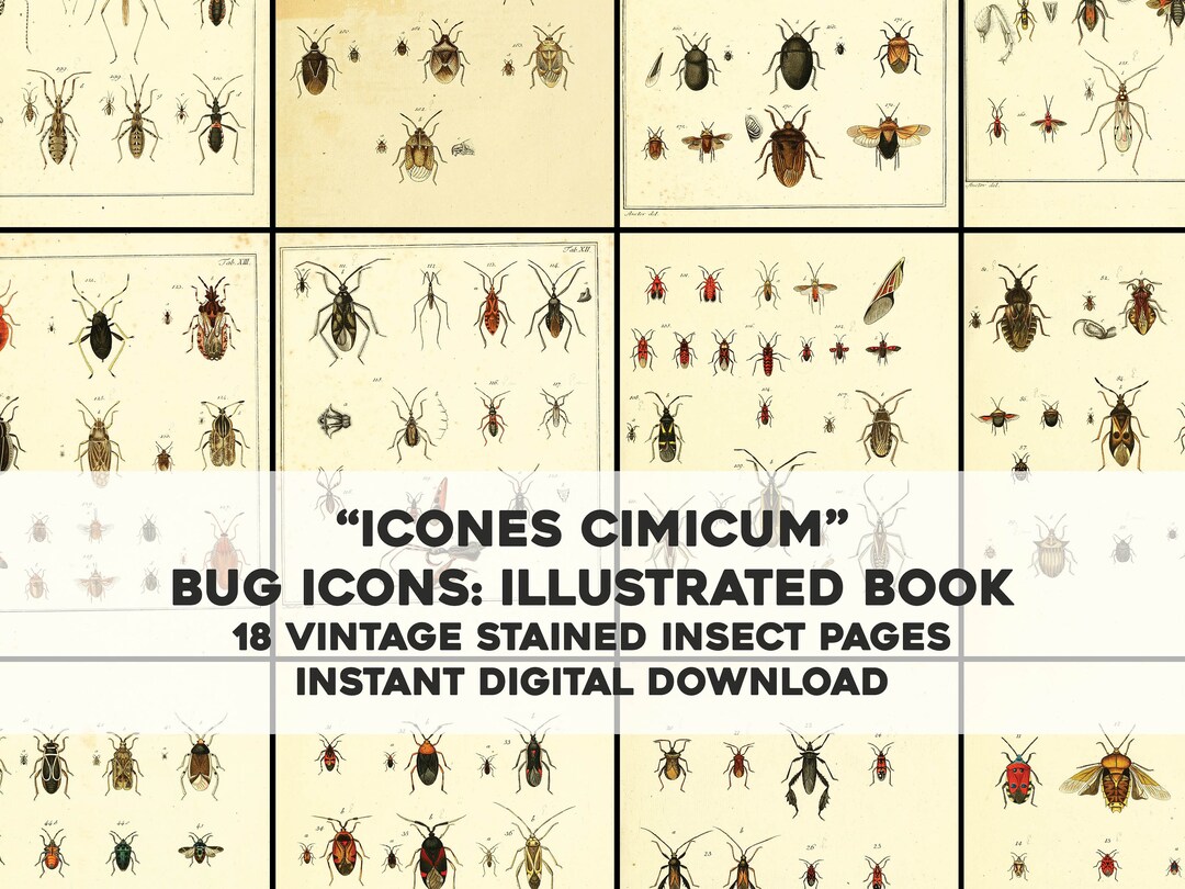 Bug Icons Beetle Insect Images | 18 Distressed Vintage Images Bundle ...
