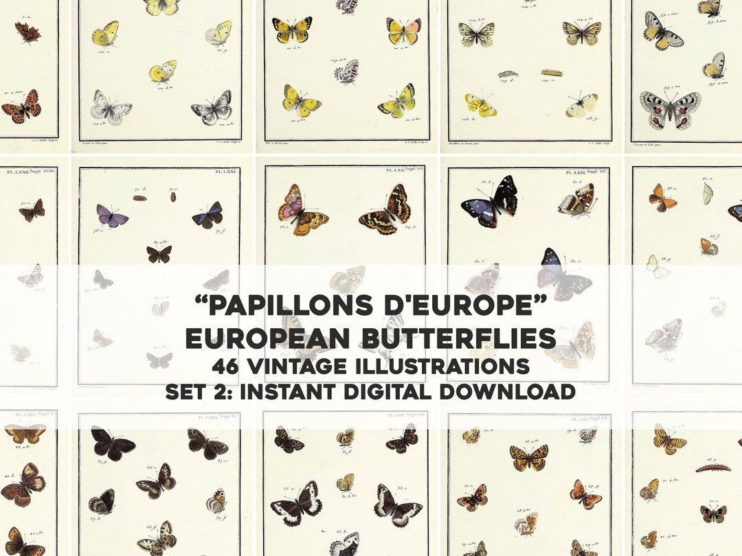 European Butterflies Set 2 46 Images | Vintage Restored Image Bundle ...