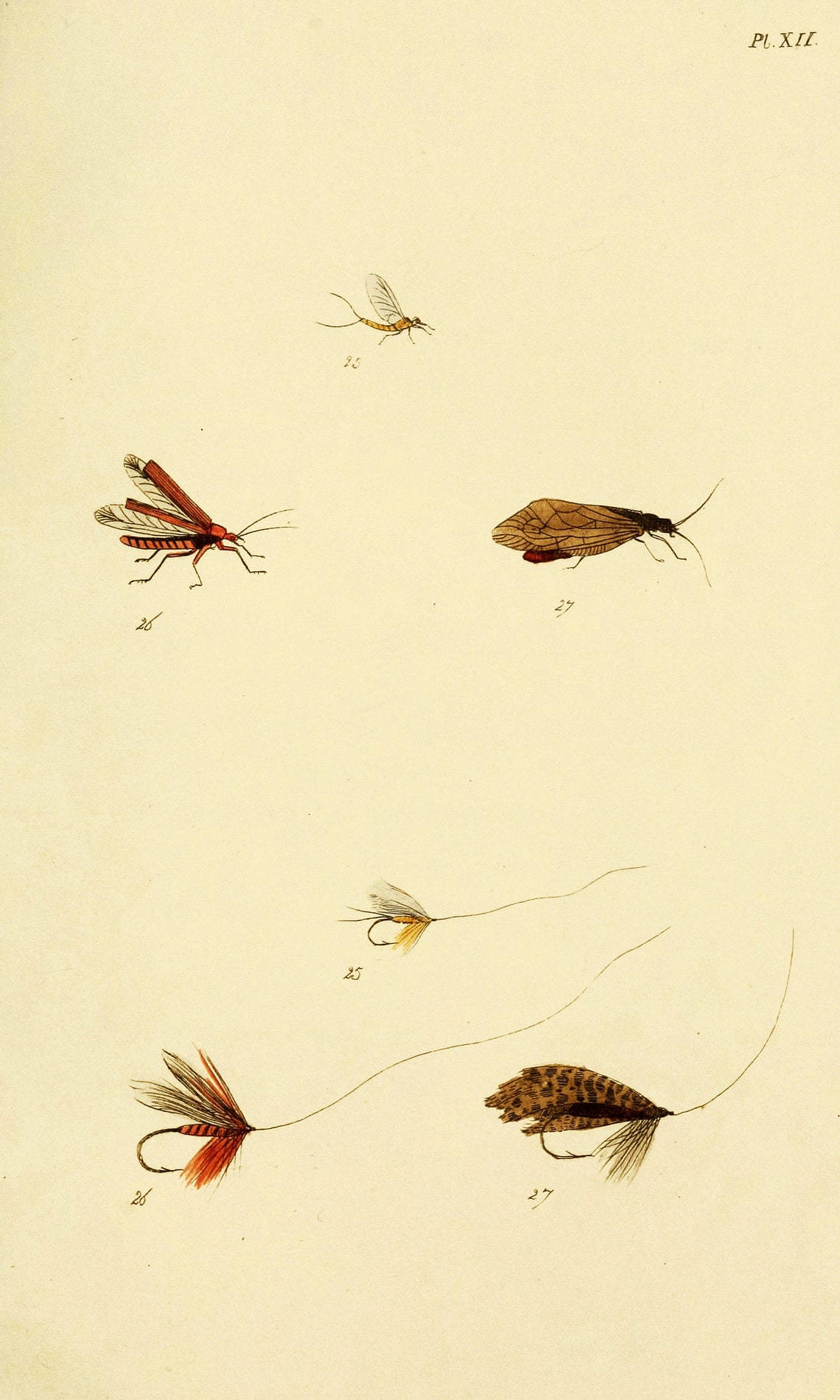 Fly Fisher's Entomology Vintage Trout Insect Illustrations | Image ...