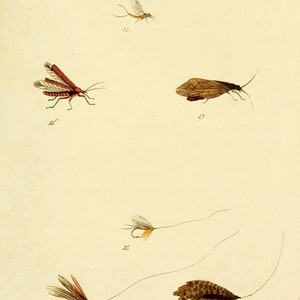 Fly Fisher's Entomology Vintage Trout Insect Illustrations | Image ...
