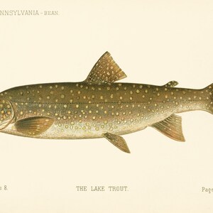 15 Fish of Pennsylvania Whitened Illustration Plates | Image Bundle ...