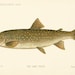 15 Fish of Pennsylvania Whitened Illustration Plates | Image Bundle ...