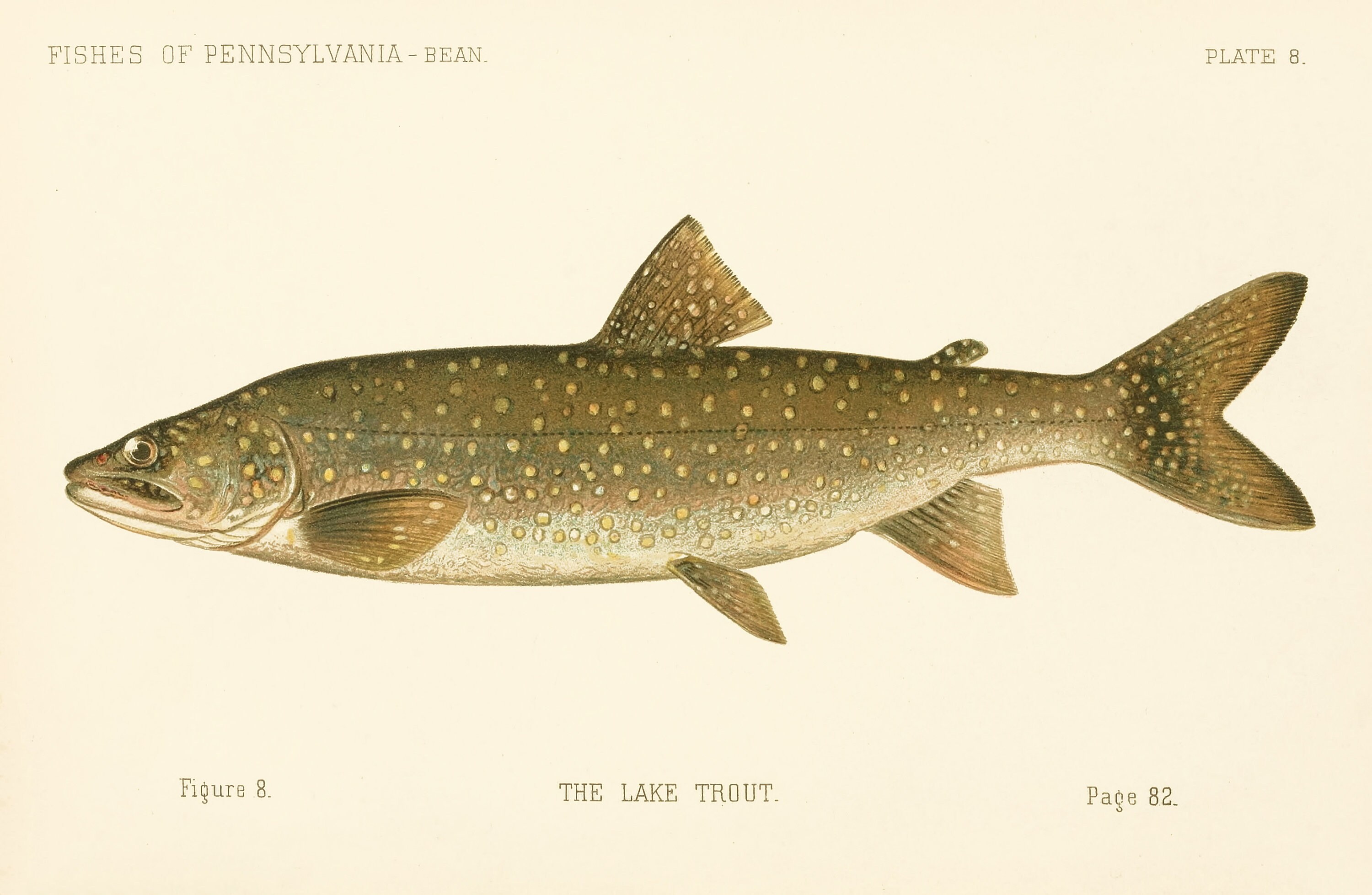 15 Fish of Pennsylvania Whitened Illustration Plates | Image Bundle ...