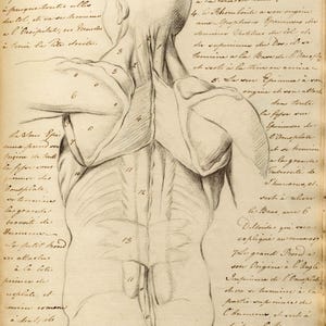 38 Anatomical Drawings Notebook Pages Sketches | Vintage Image Bundle ...