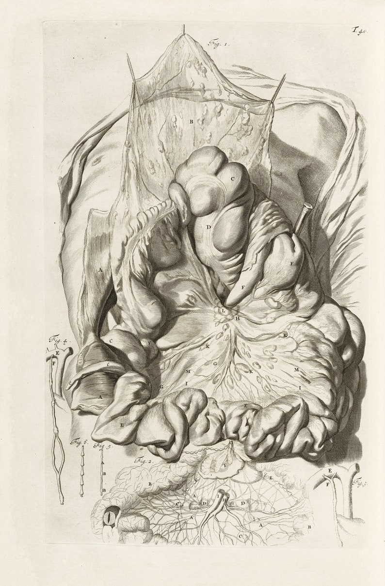 37 Amazing Anatomy of the Human Body After Life Illustrations | Image ...