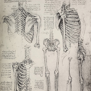 32 Leonardo Da Vinci Anatomy Manuscript Sketches Diagrams Set 3 | Image ...