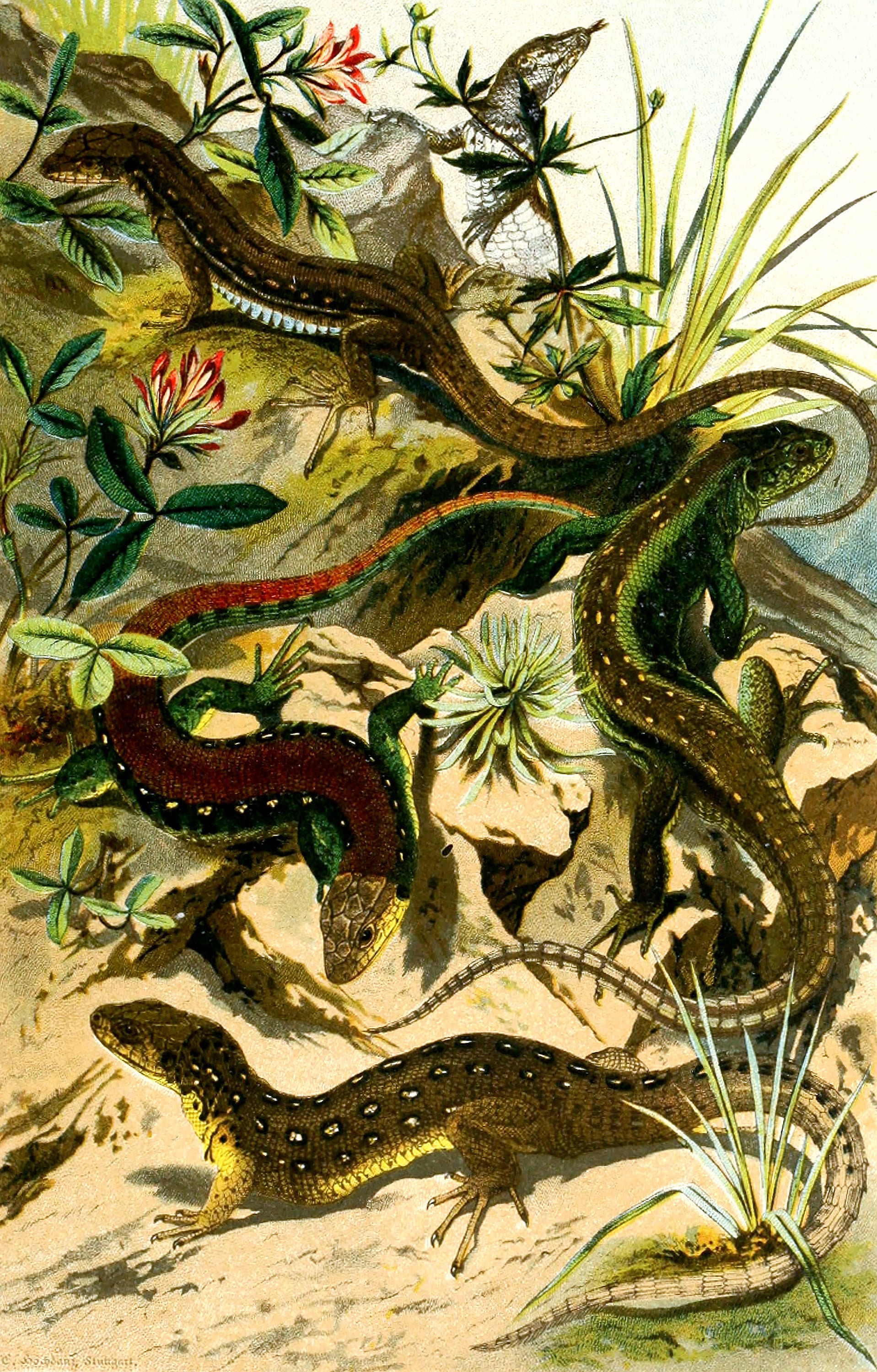 12 Awesome Amphibians & Reptiles Illustration Plates Vintage - Etsy